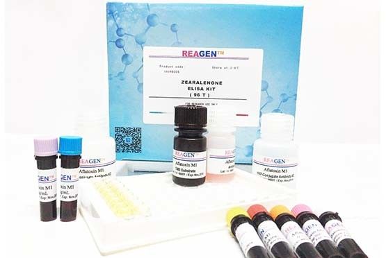 Strong Sensitive HCGB Antibodies Pregnancy Test Products Use OEM Service